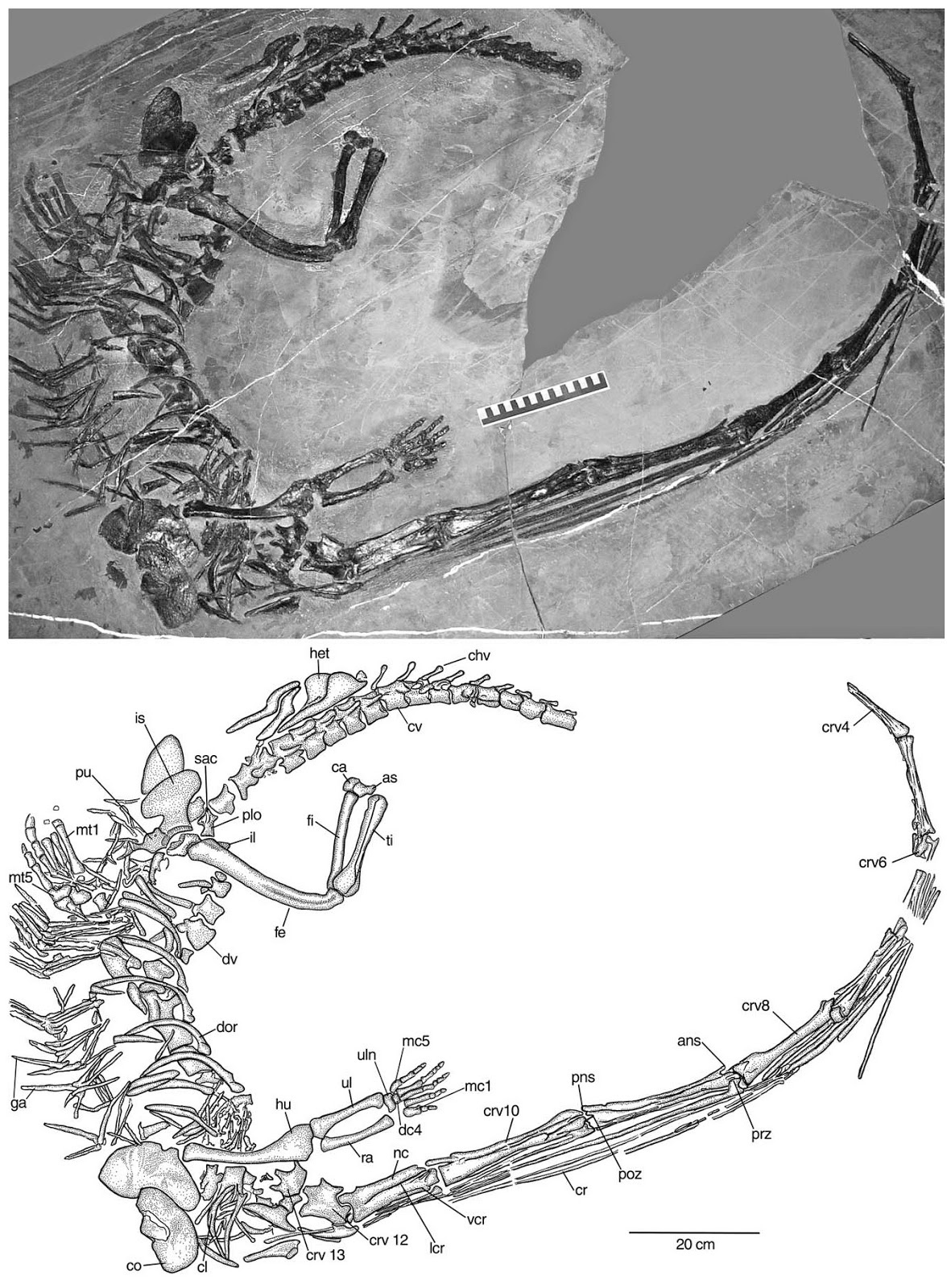 Mark P. Witton's Blog: The lifestyle of Tanystropheus, part 1: was that ...