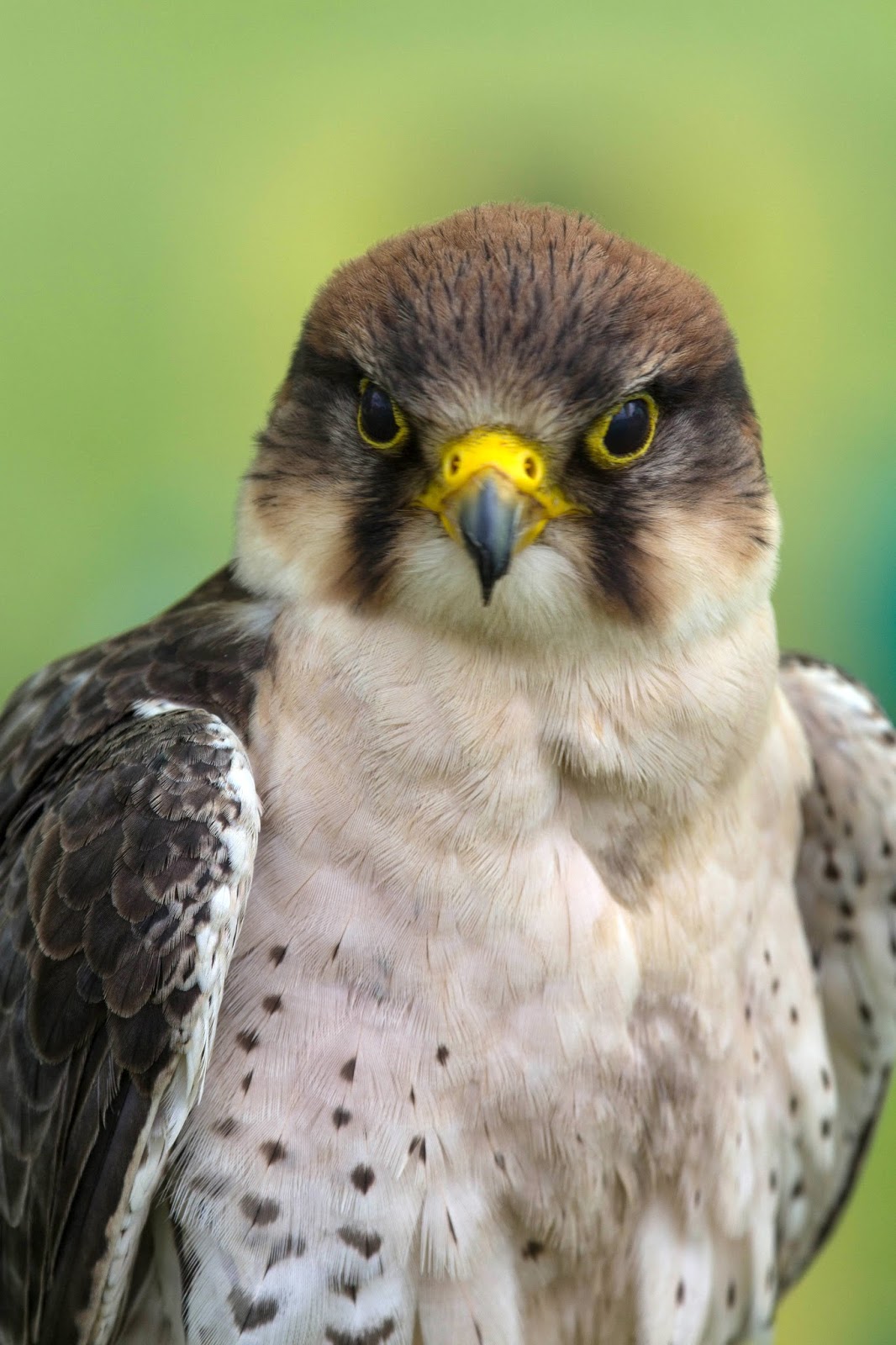 Escapes and Photography: Children's Summer activities and Falconry ...