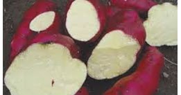 Si Bungsu: MENGENAL MACAM- MACAM JENIS UBI JALAR