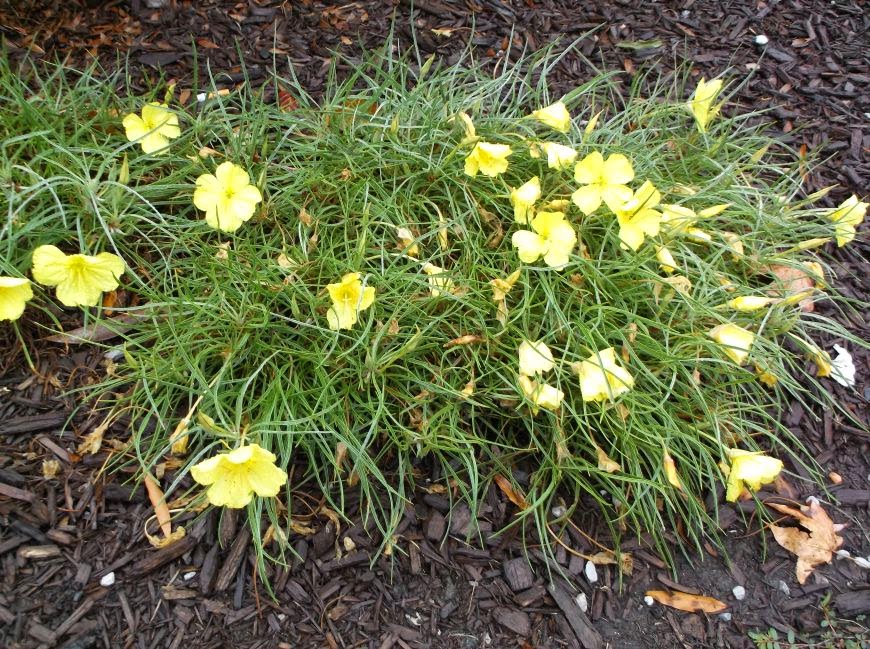 Future Plants by Randy Stewart: Sundrops and Evening Primrose