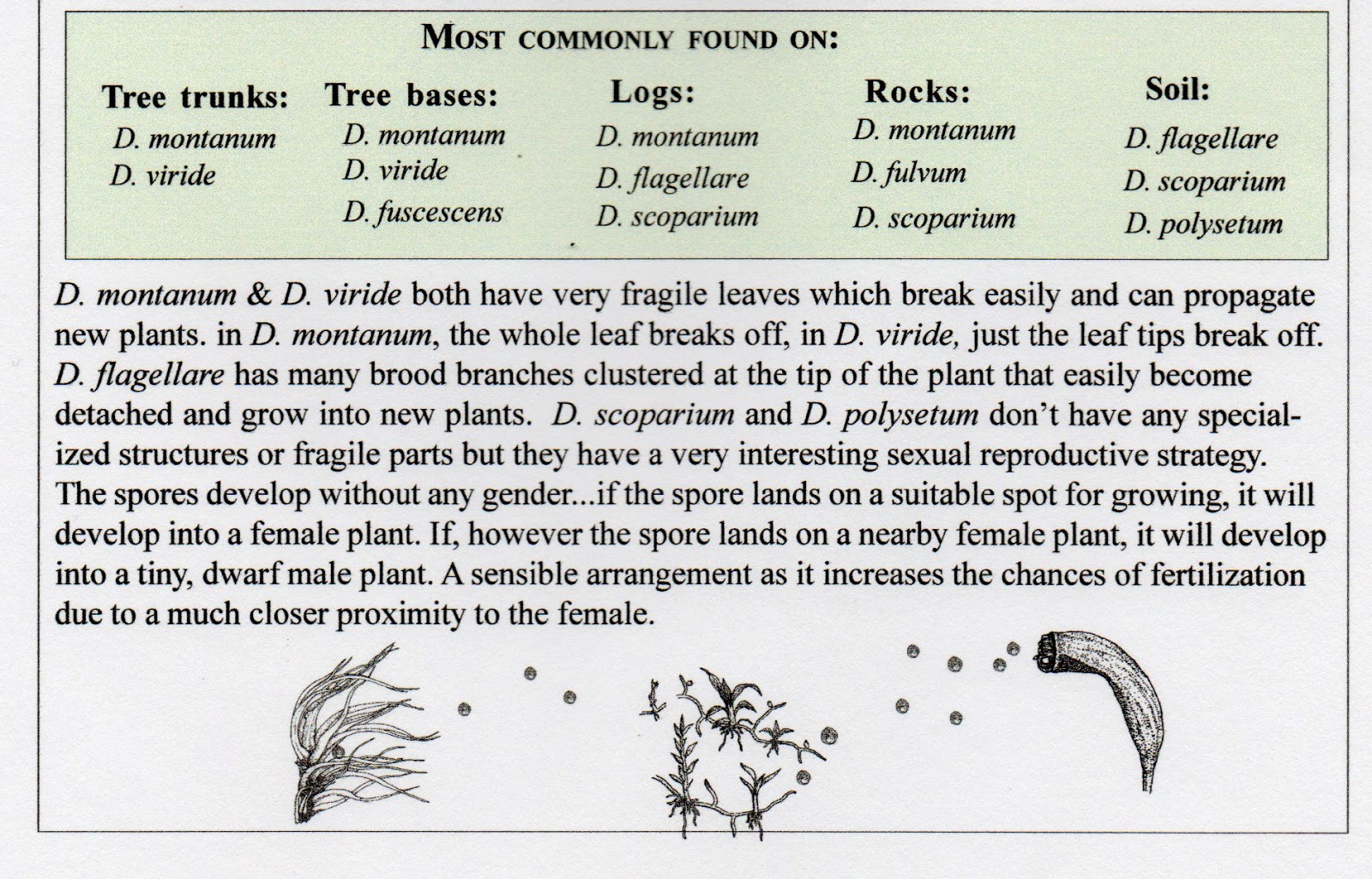 Moss Notes: Dicranums