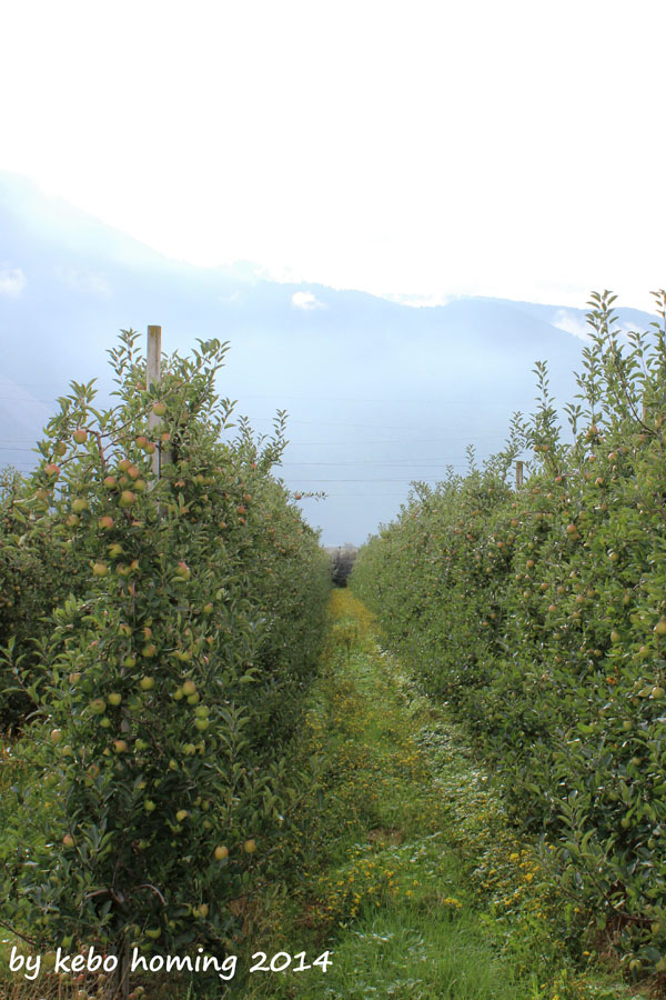 kebo homing - der Südtiroler Food- und Lifestyleblog : Der Blick... auf ...