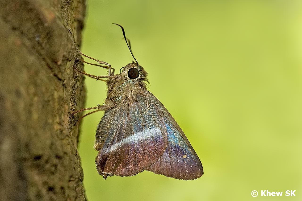 Butterflies of Singapore: Awls of Singapore : Part 2