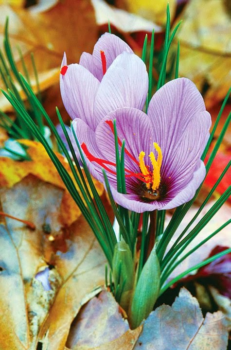 Kumpulan Inspirasi Seluruh Dunia: No.3 Bunga SAFFRON CROCUS - Bumbu ...