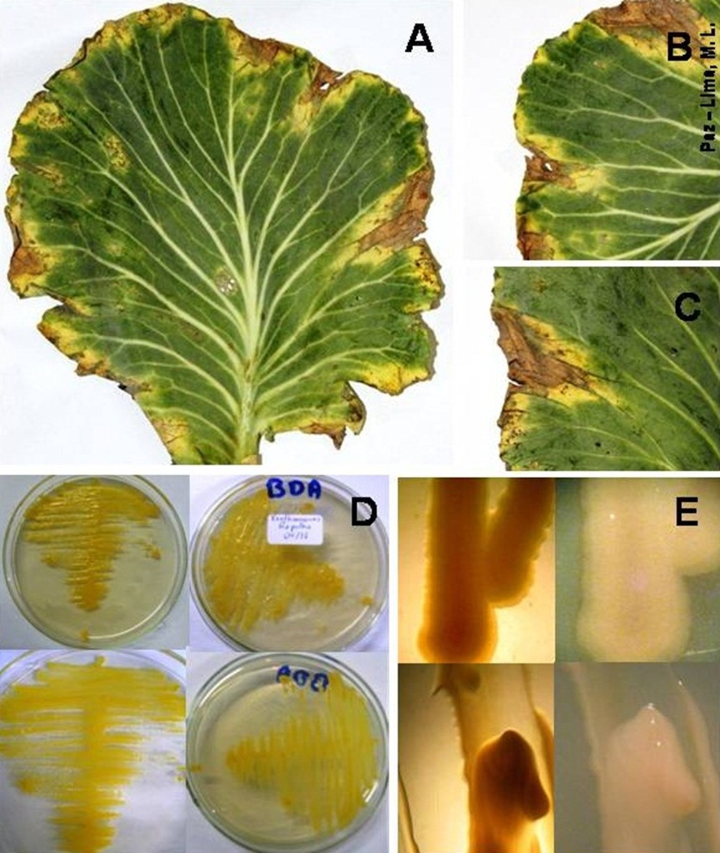 ESTUDOS EM DOENÇAS DE PLANTAS - IFGoiano - Campus Urutaí: Boletim ...