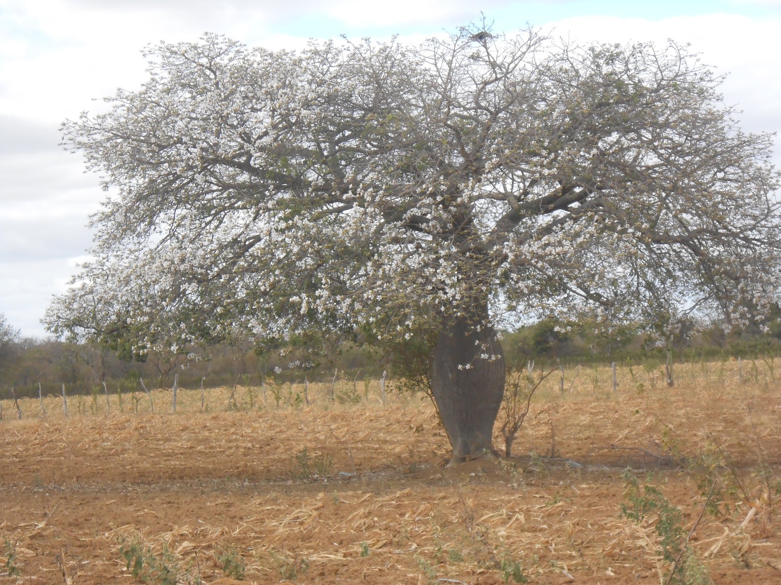 Visões da Caatinga: Árvore Barriguda