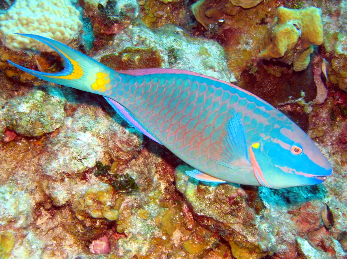 PARROTFISH photos - wallpapers (ανανεωμένο) | the fun bank