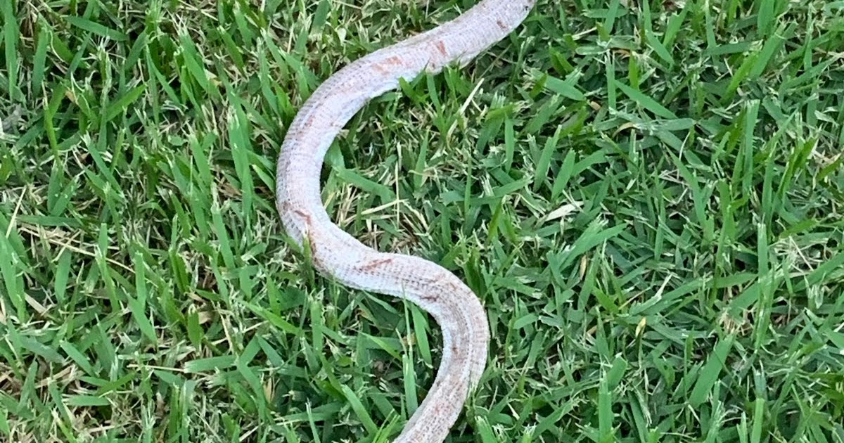 BRASILIEN AKTUELL : Eine Schlange im Garten Eden?