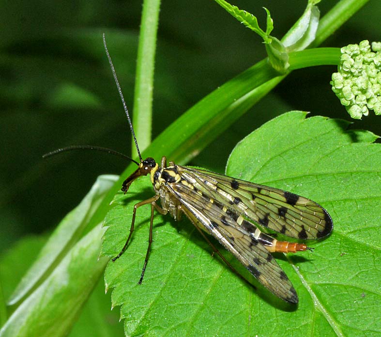 CABINET OF CURIOSITIES: The Spiders and The Fly