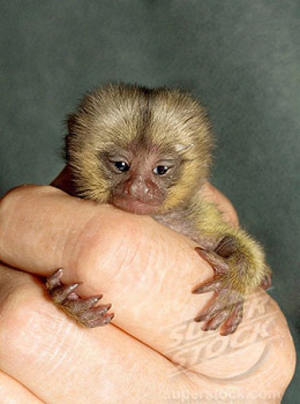 World's Smallest Monkeys | Variety Funny