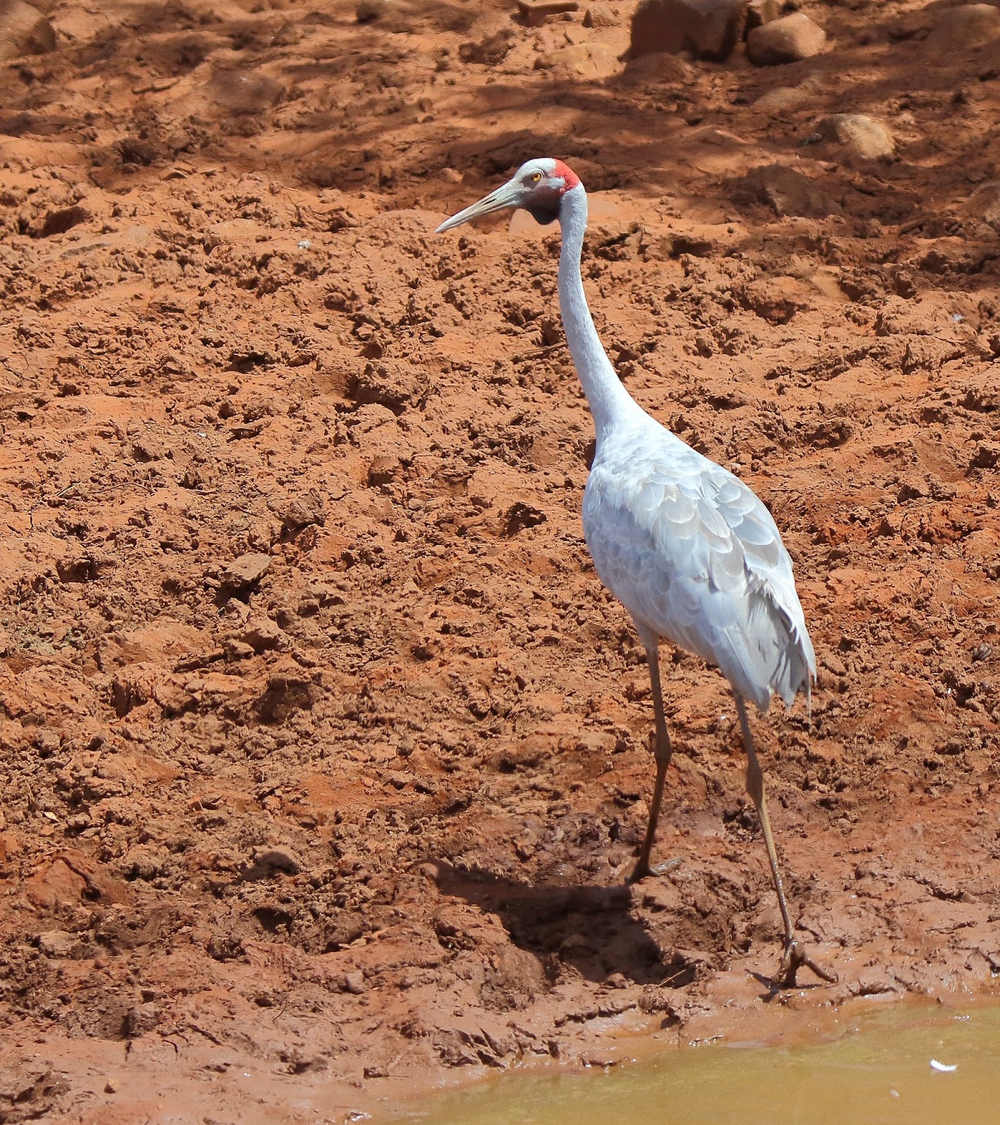 Richard Waring's Birds of Australia: Brolgas, the dancers of the waterways