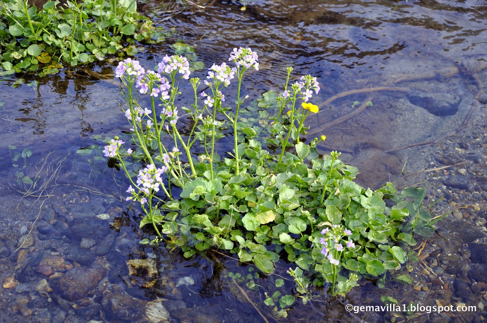 MASTUERZO – Cardamine raphanifolia