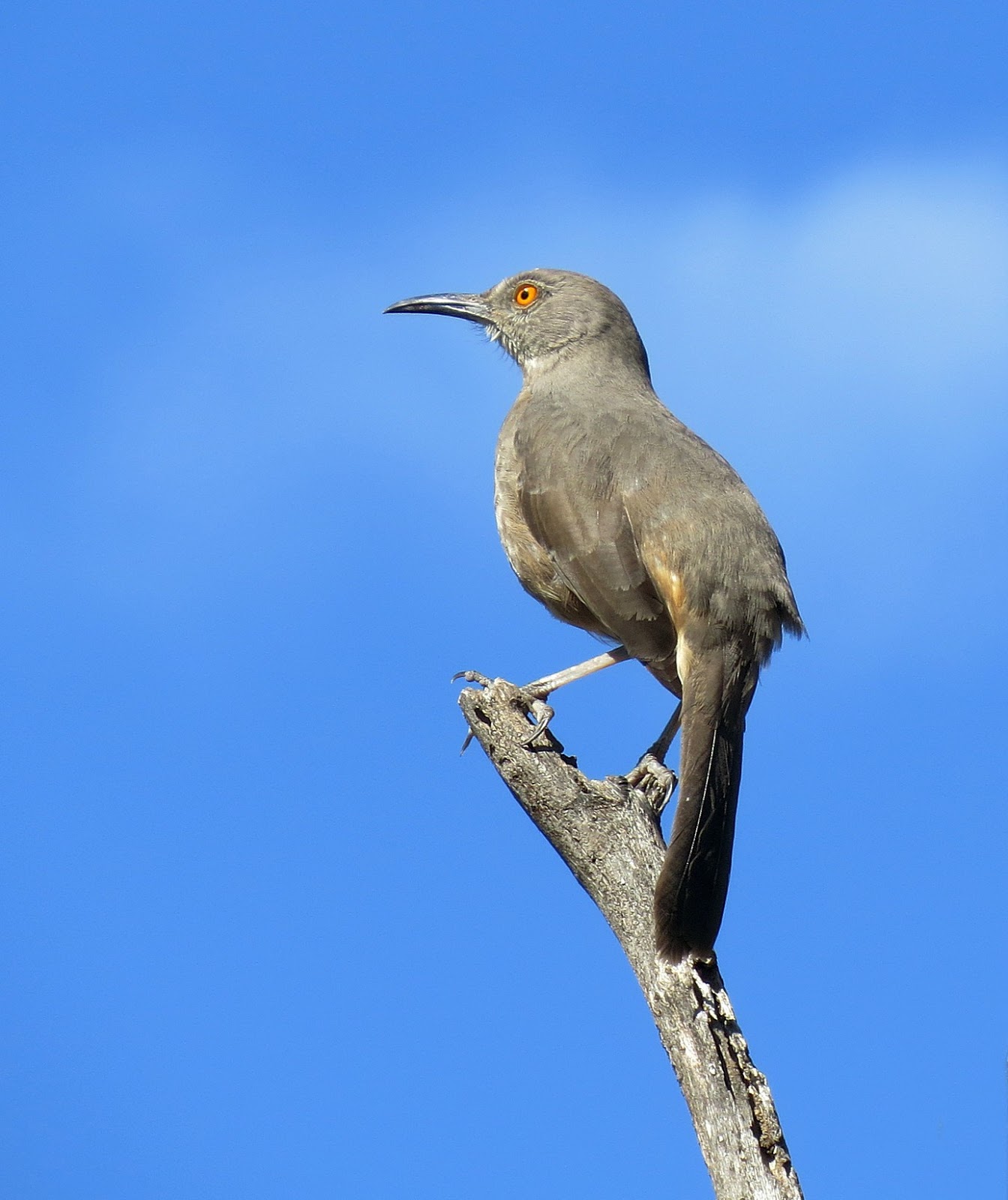 LGB's Nature Photos: Small Day Birding at McAllen Nature Center