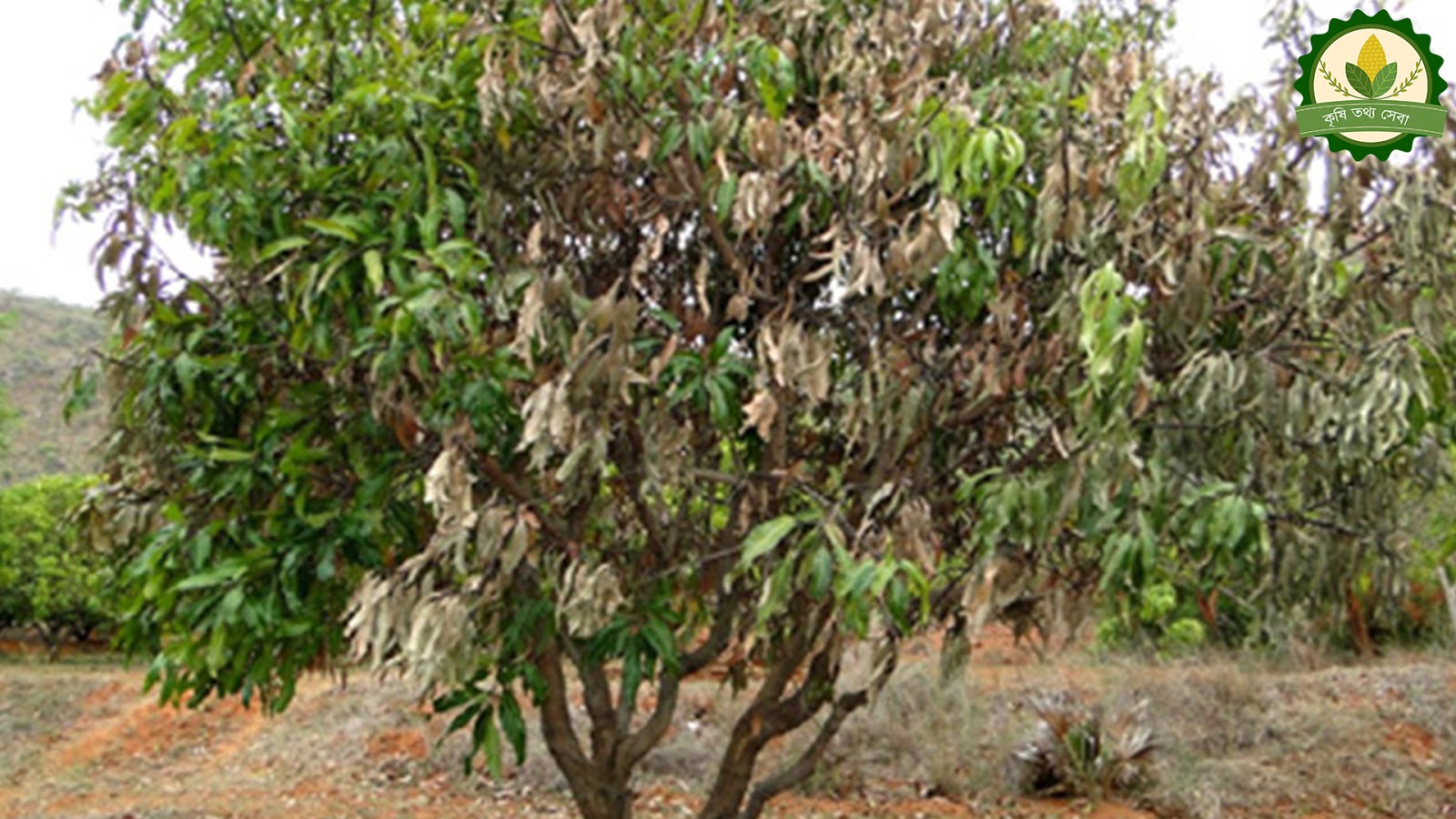 Disease Management of Mango - কৃষি তথ্য সেবা