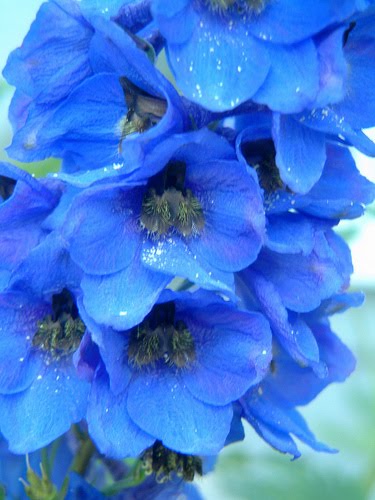BEAUTIFUL FLOWERS: Delphinium Flowers - Pictures & Meanings
