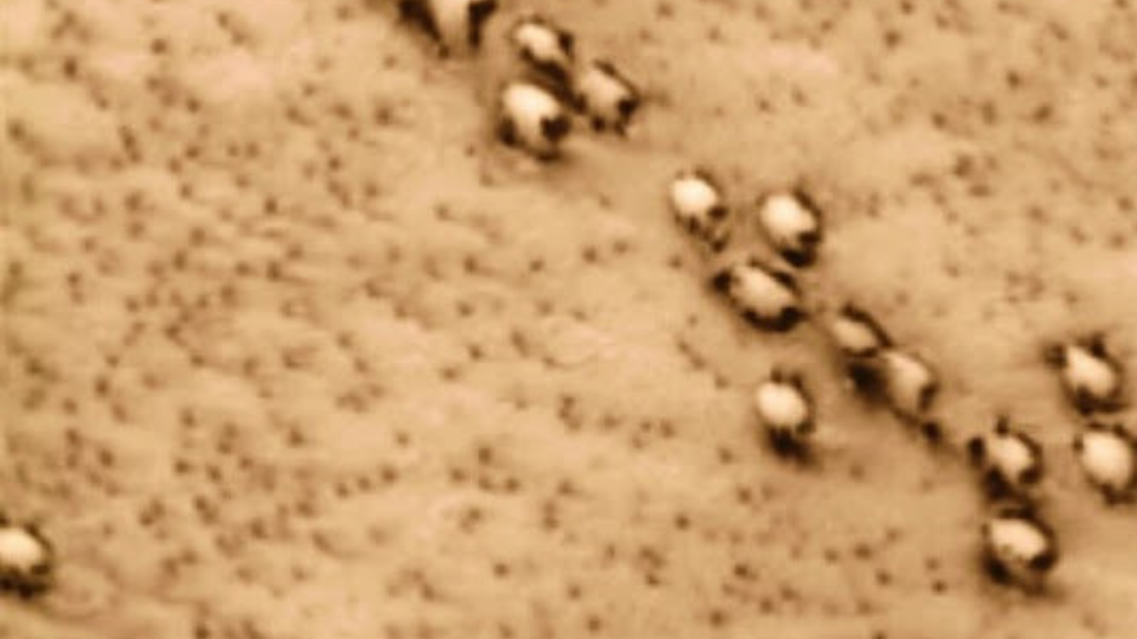 This Looks Like Animals On Mars In NASA Images