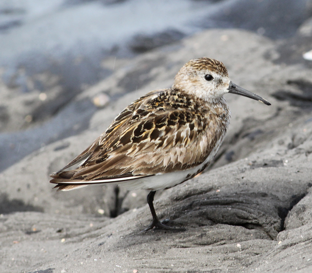 Another Bird Blog: Just Dunlin