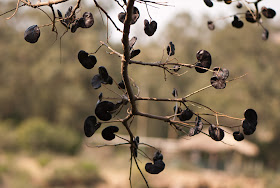 FOTOGRAFIAS DE LA FLORA AUTOCTONA DEL URUGUAY: TIMBÓ