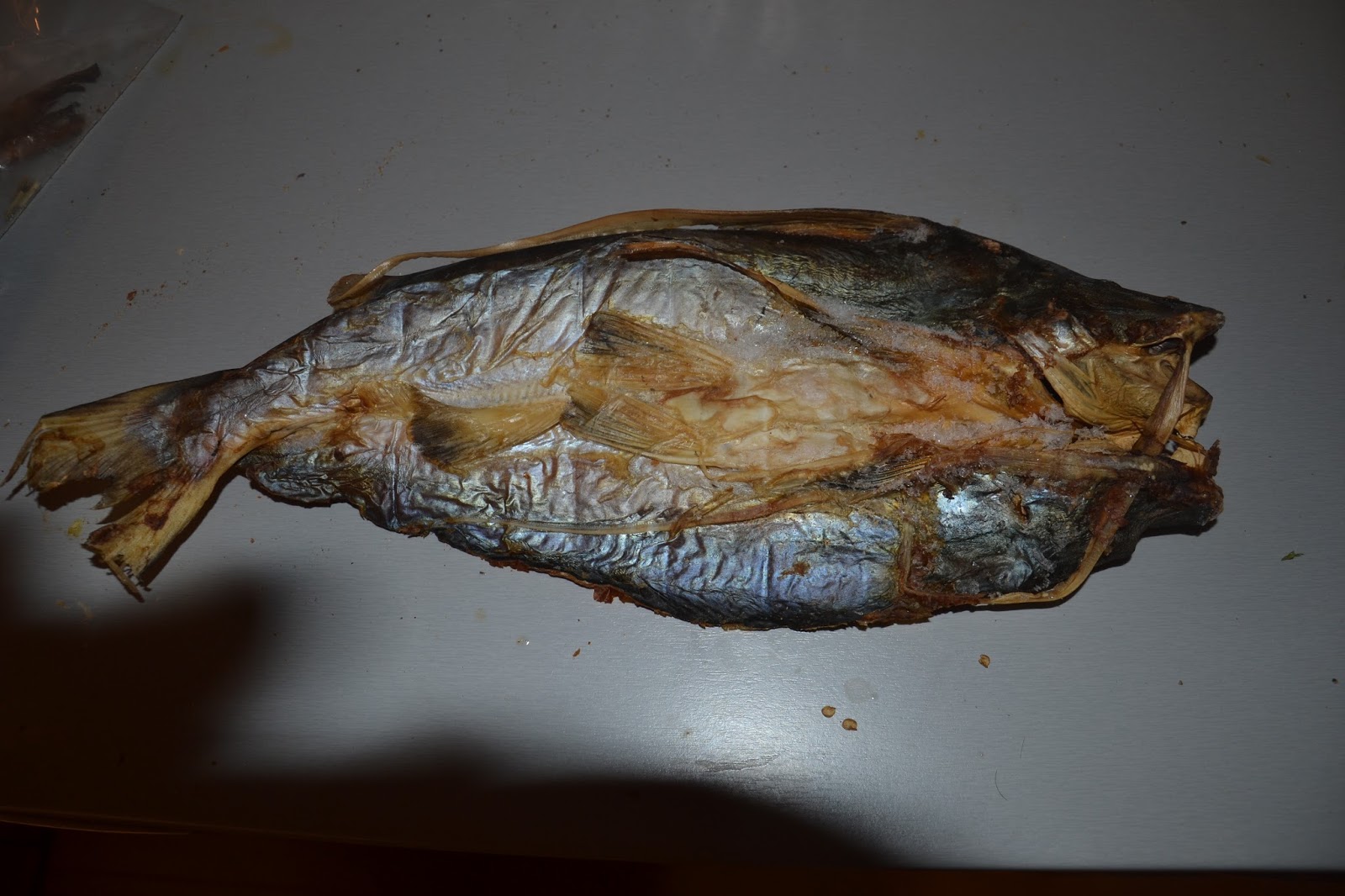 Oppdag Fisk!: Colombiansk Havmalle/Coco Sea Catfish/Gafftopsail/Bagre ...