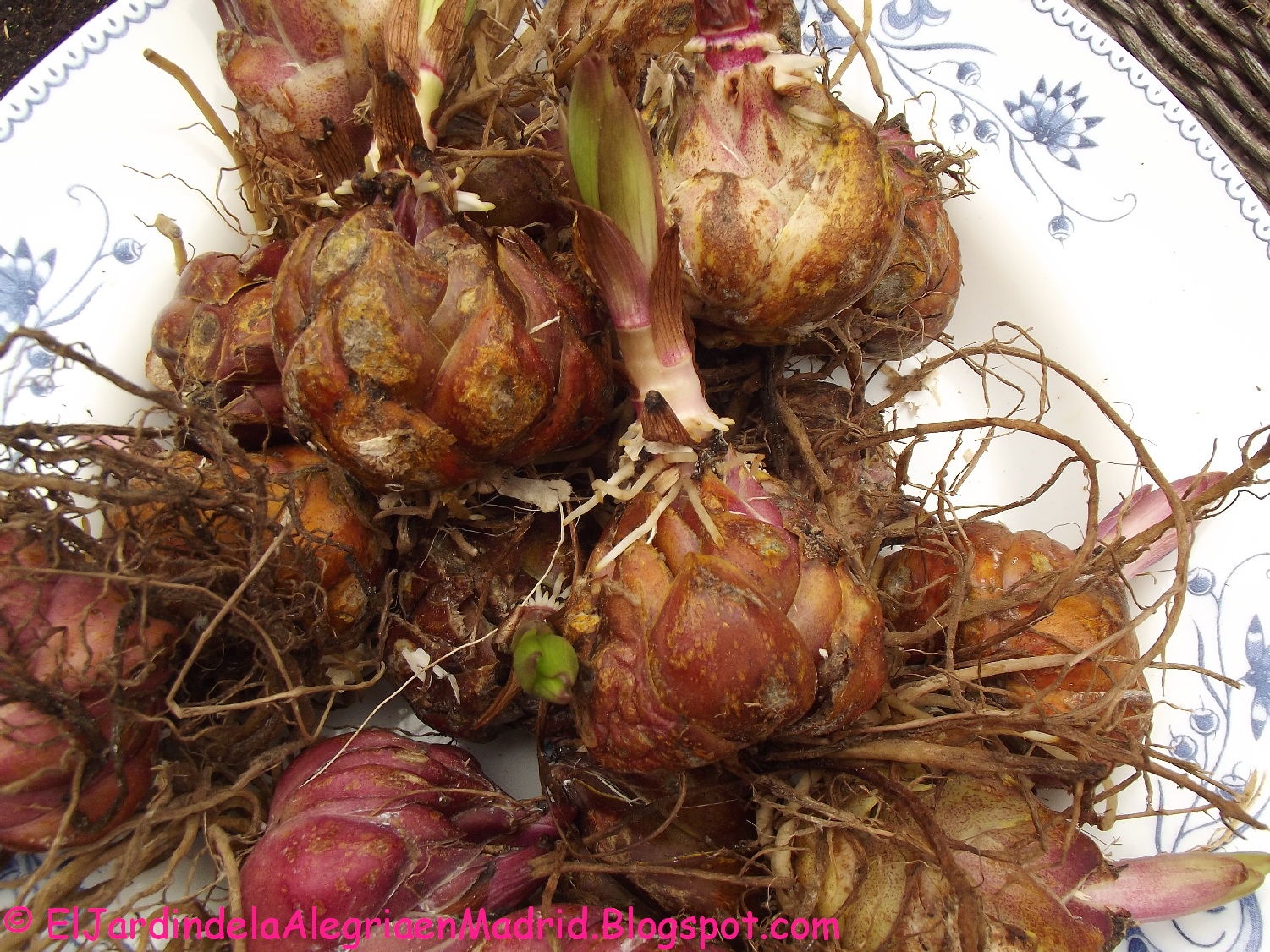 El jardín de la alegría : Bulbos de Lilium orientales (azucenas)