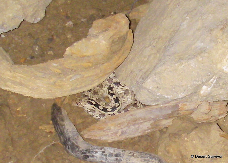 Desert Survivor: Indian Burial Cave