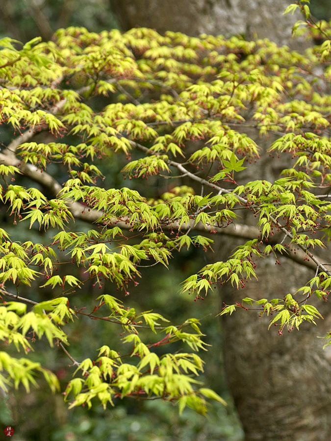 FROM THE GARDEN OF ZEN: April 2013