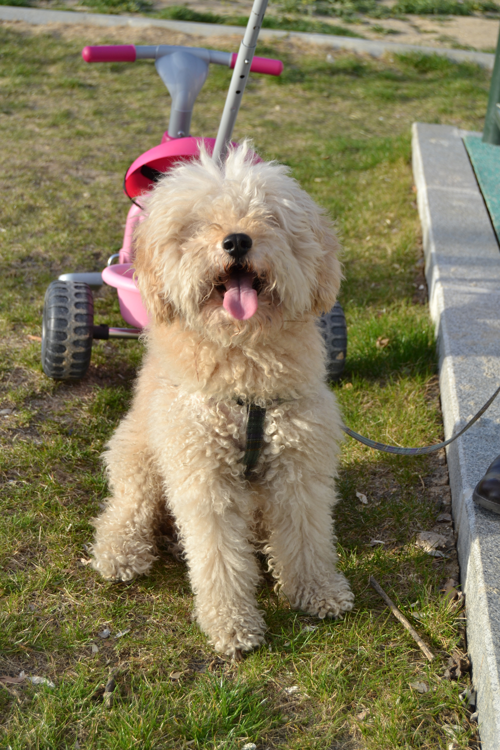 Feltia: Tofi: el perro de Laura / Tofi: Laura's dog