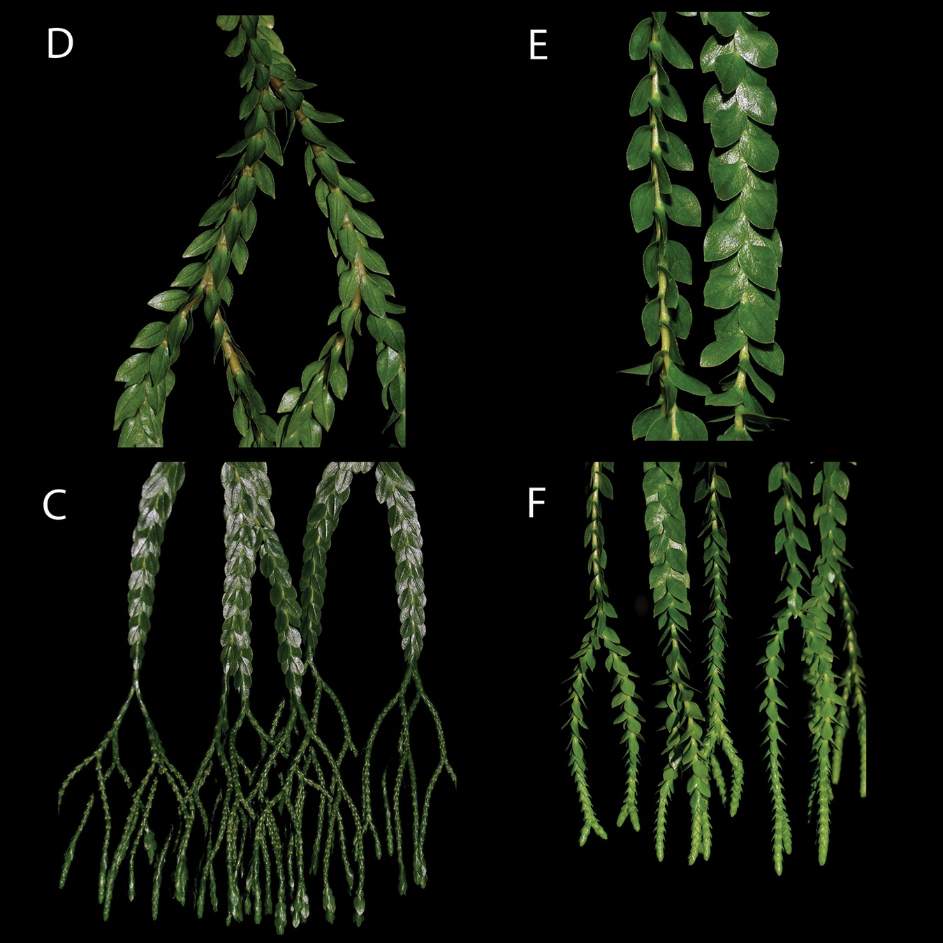 Species New to Science: [Botany • 2018] Phlegmariurus vanuatuensis ...