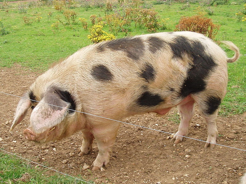 Fourteen Heritage Pig Breeds | Big Picture Agriculture