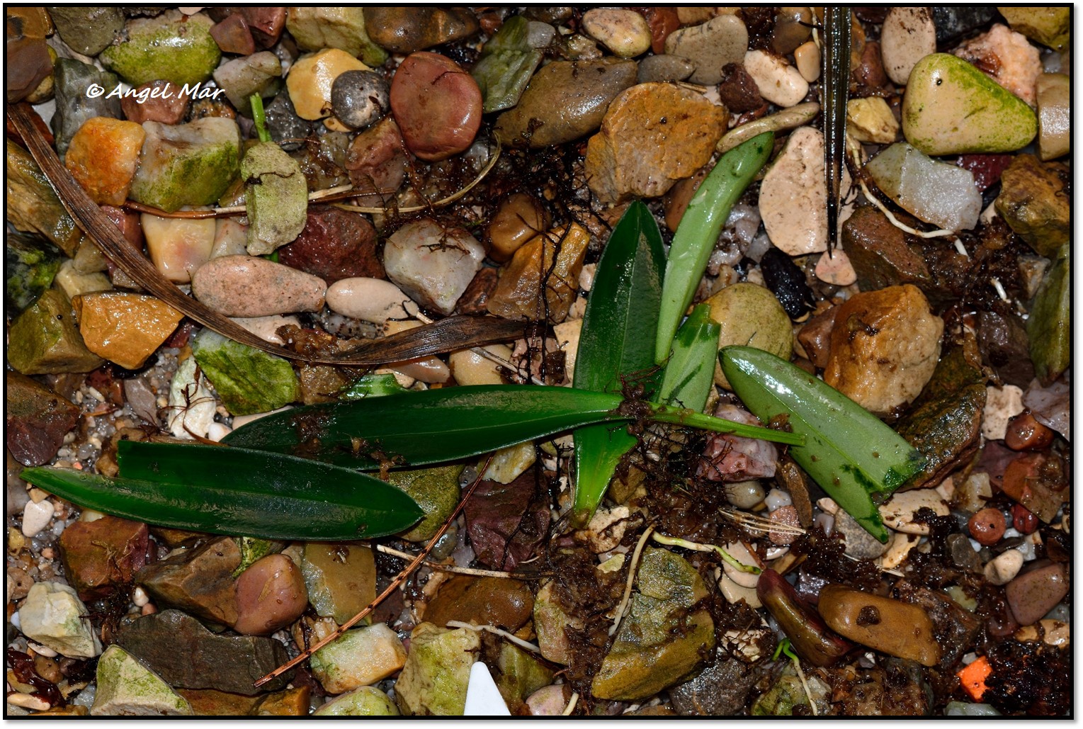 Orquídeas Blog de Angel Mar: Cachorros y Orquídeas (Puppies and orchids)