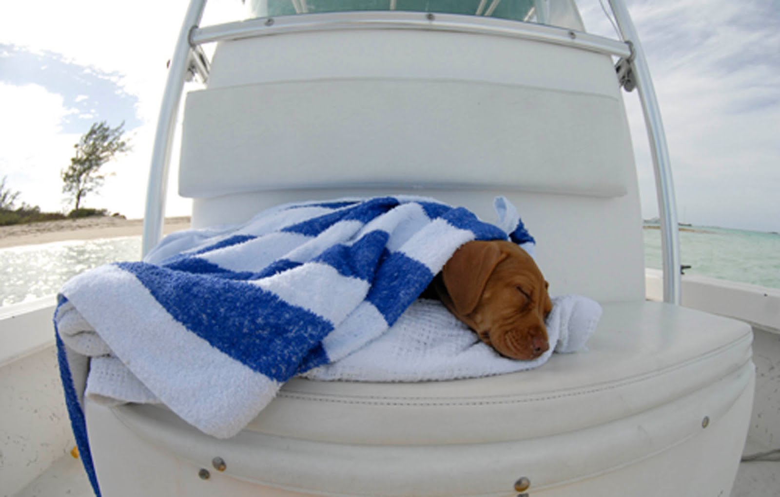 THE ADVENTURES OF SHARK GIRL : Meet Lusca: Our Little Sea Monster