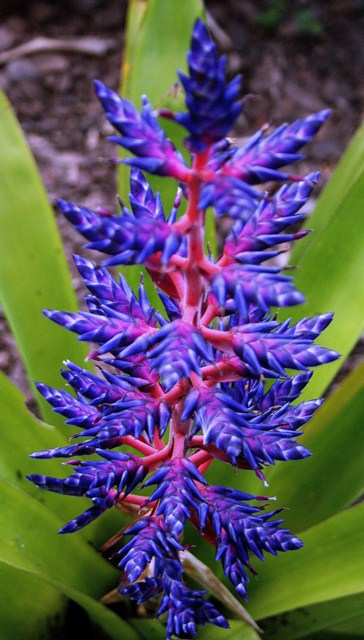Bromeliad Exotics