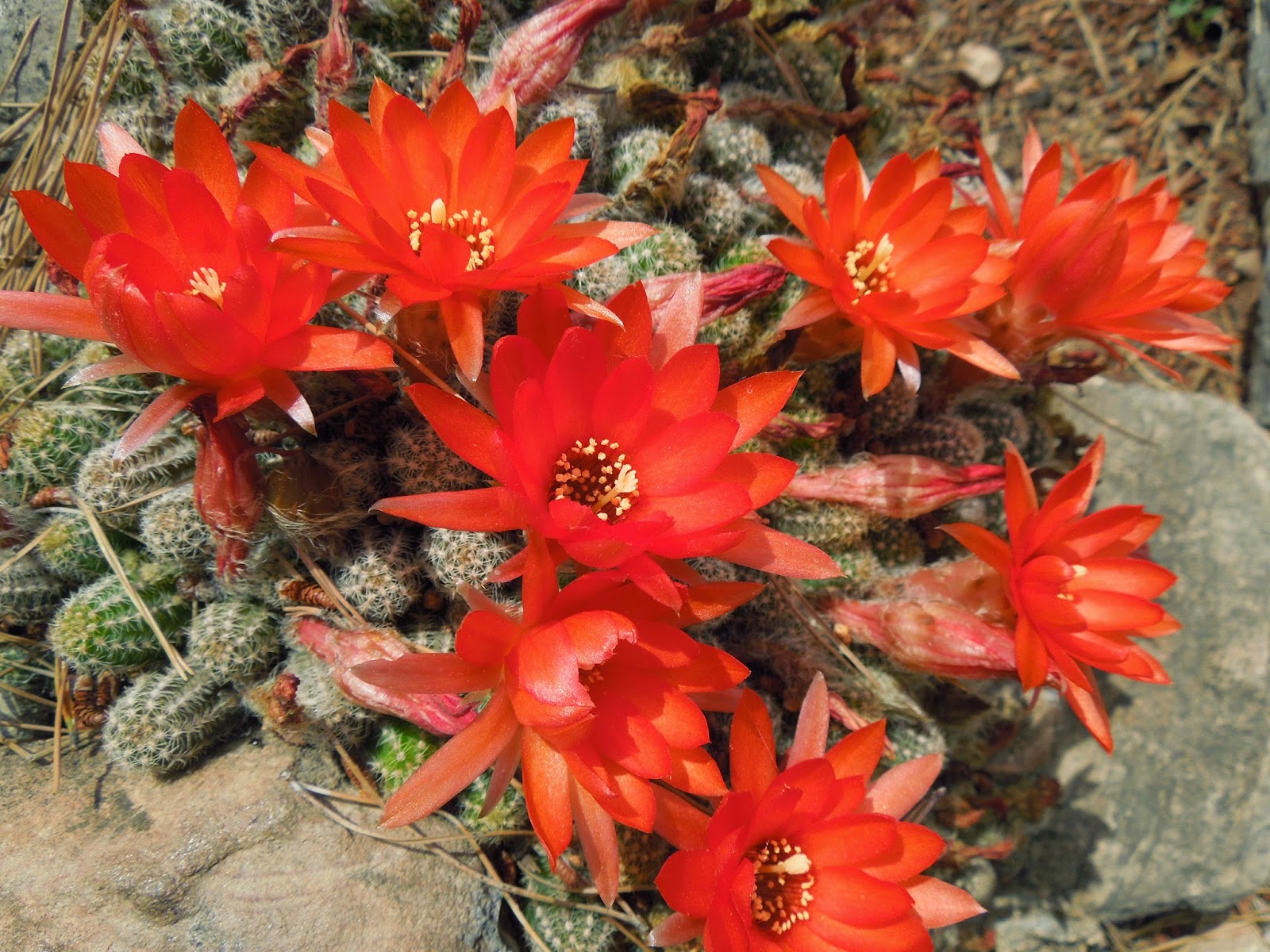 CACTUS CACAHUETE en flor - BOTÀNIC SERRAT