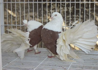 VH Birds: Conhecendo Pombas de Leque