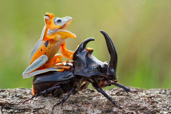 99 WOW: How Could a Tiny Frog Tame a Fierceful Beetle?كيف لضفدع صغير أن ...