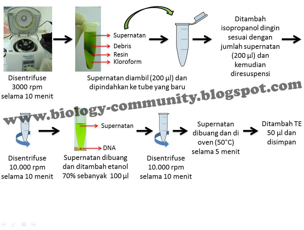 Biology: TEKNIK ISOLASI DNA