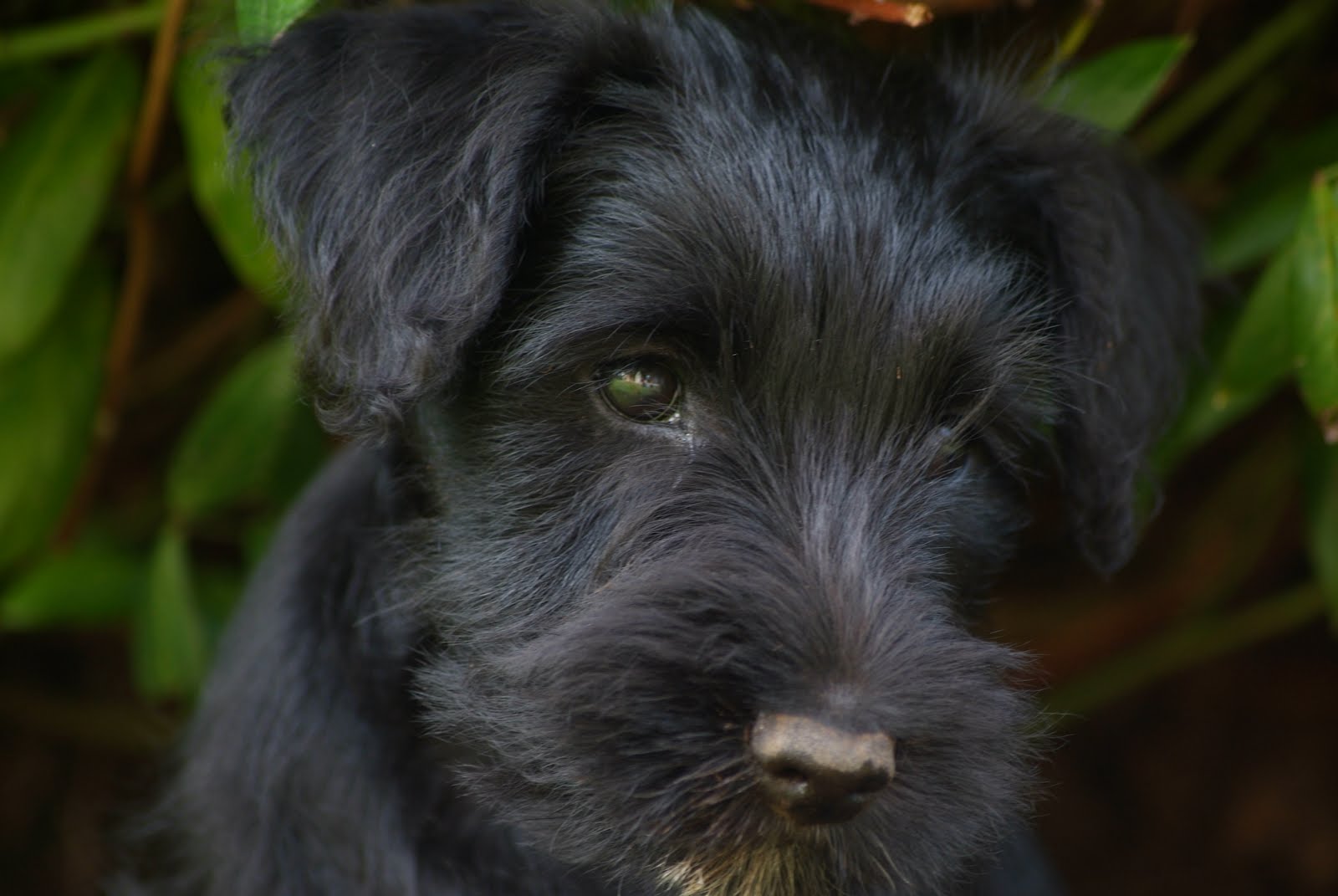 MIS SCHNAUZER MINI NEGROS: FOTOS