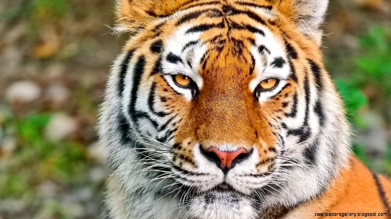 Tiger Wallpaper High Resolution | Wallpapers Gallery