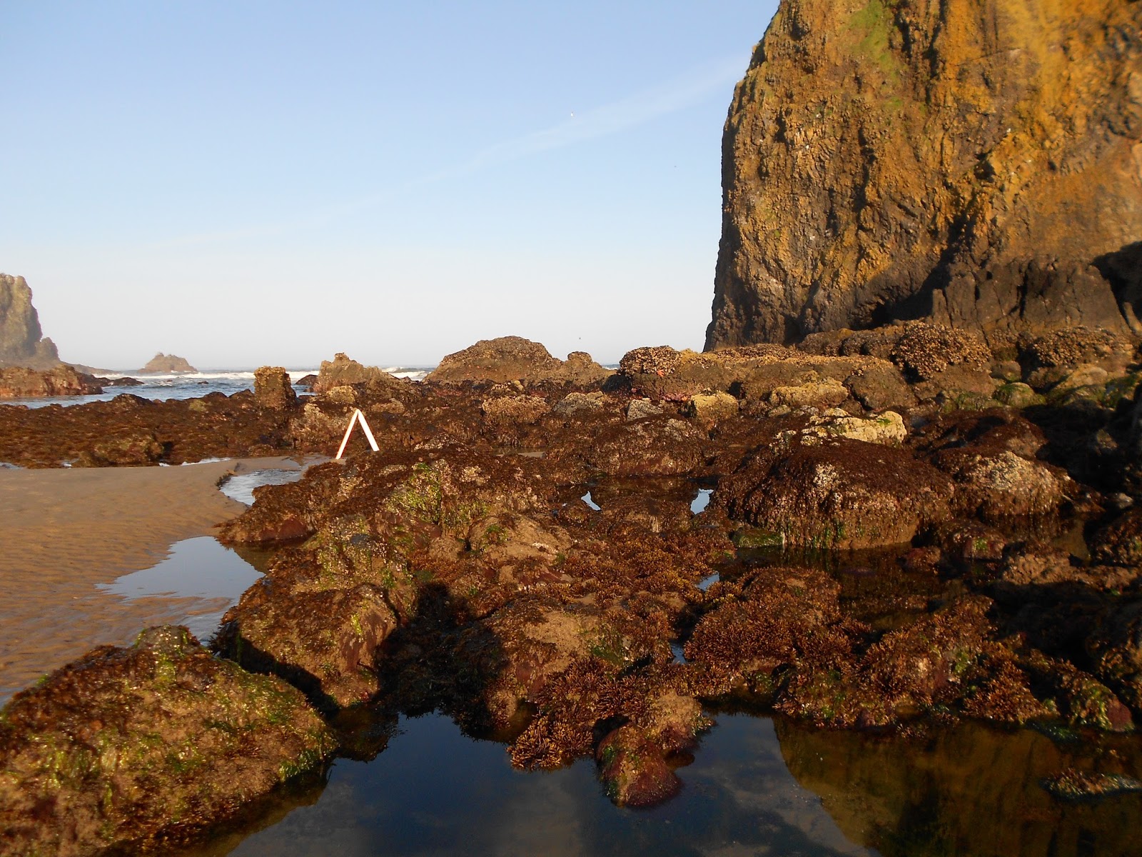 Life in the Intertidal Zone