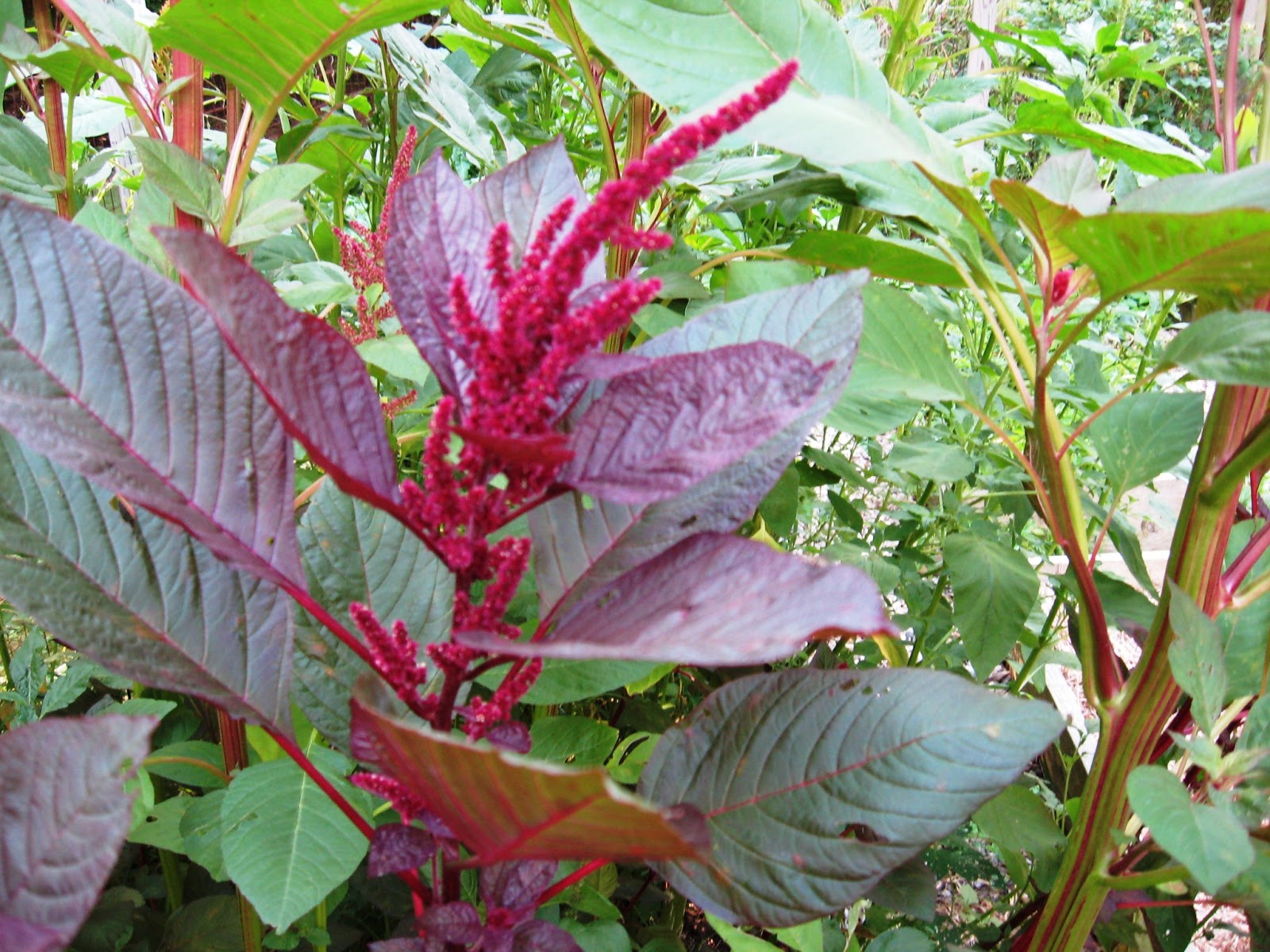 Amaranth Vegetable - Natural Beauty