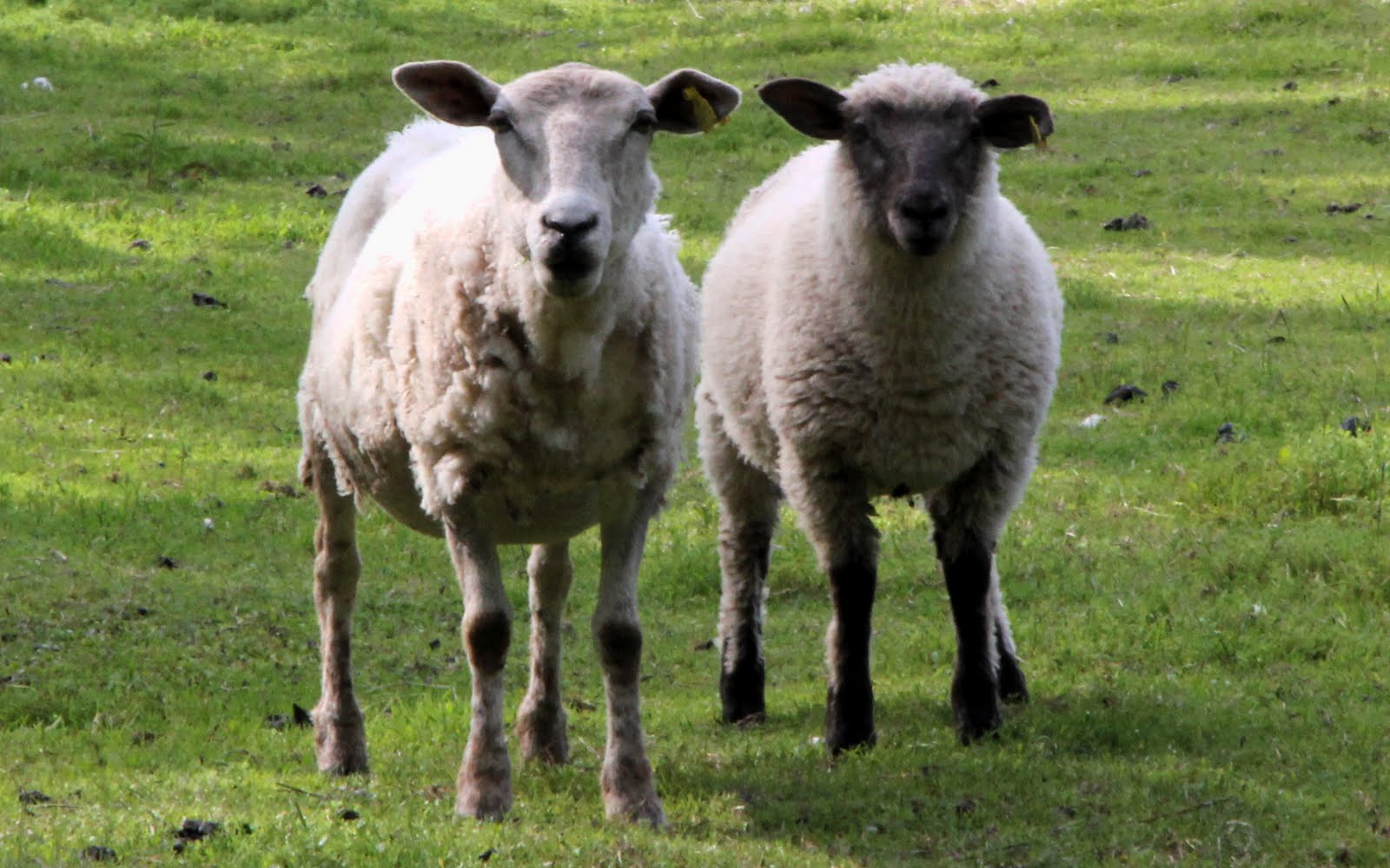 Click! Snap! Shot!: Cute farm animals