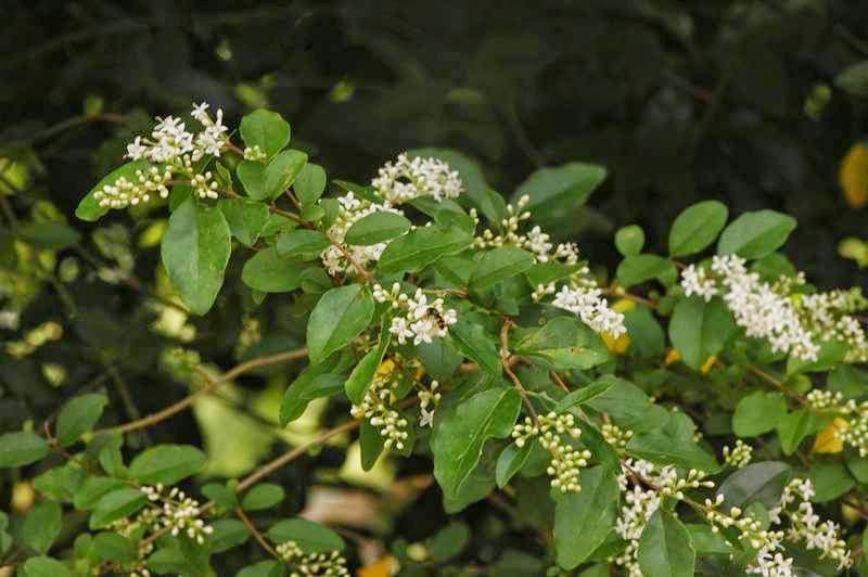 The Nature of Robertson: Privets and Hay Fever