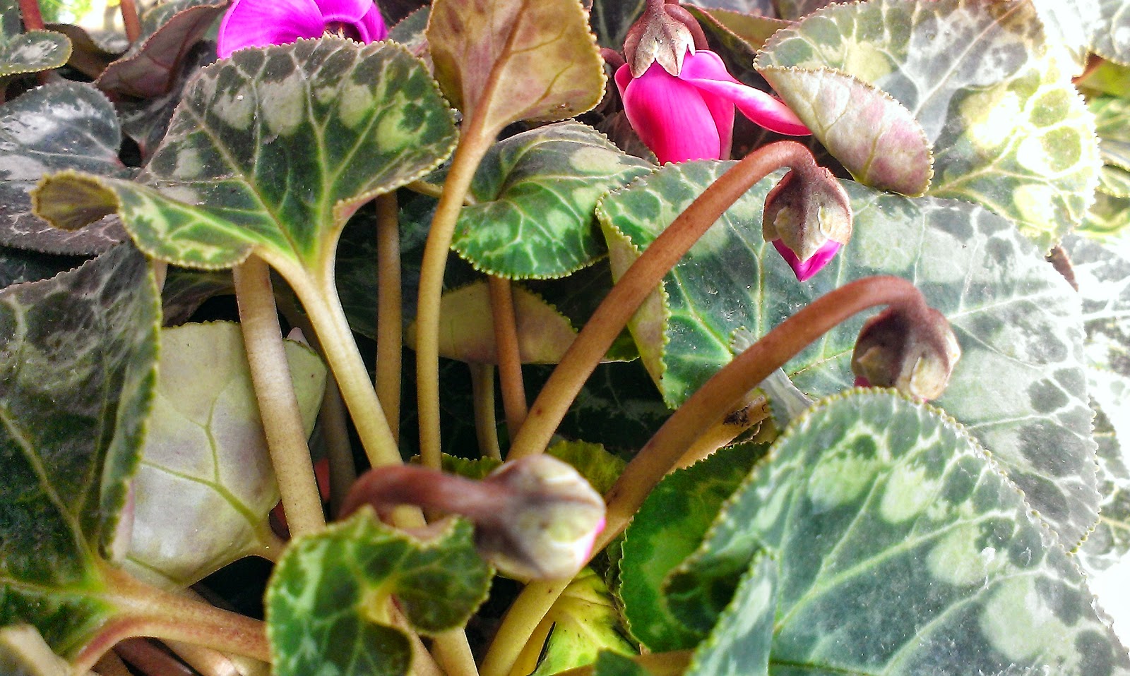 SIKLAMEN (Cyclamen) BAKIMI | Çiçek Bakımı, Çiçek Çeşitleri, Çiçek ...