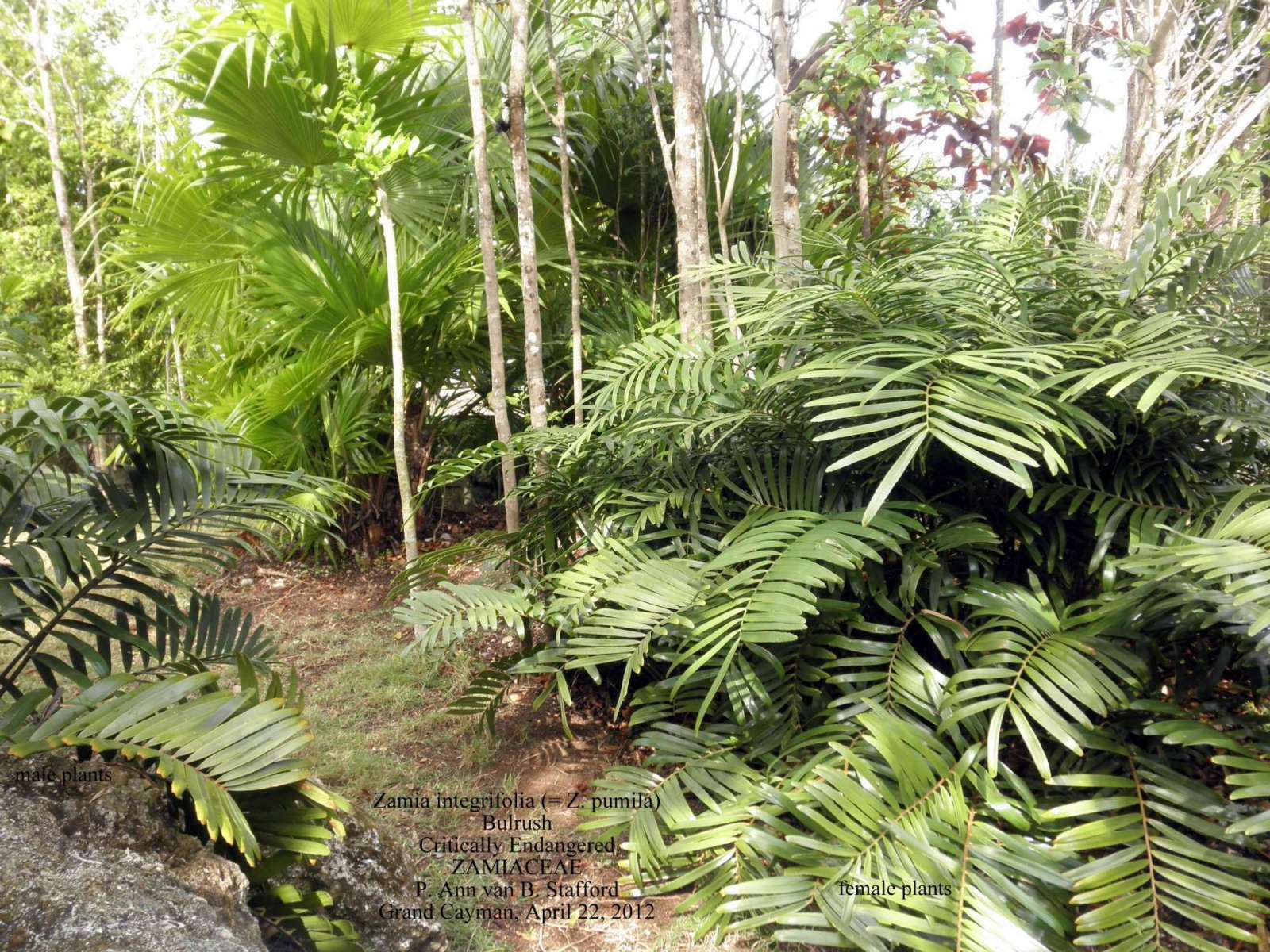 CaymANNature: Earth Day - Cayman’s native plants for native wildlife