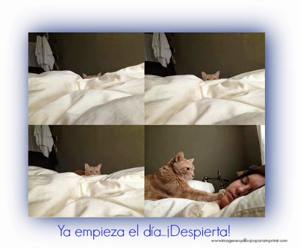 Despertarte un gato | Frases para compartir con imagenes
