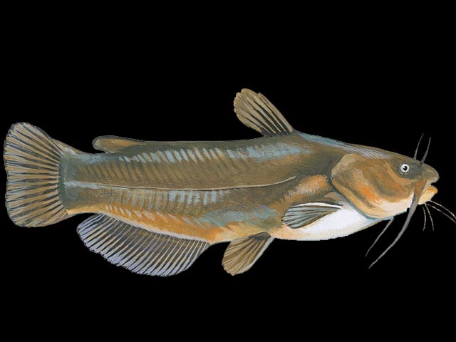 Freshwater Fish That Start With Y Letter | Animals Name A To Z