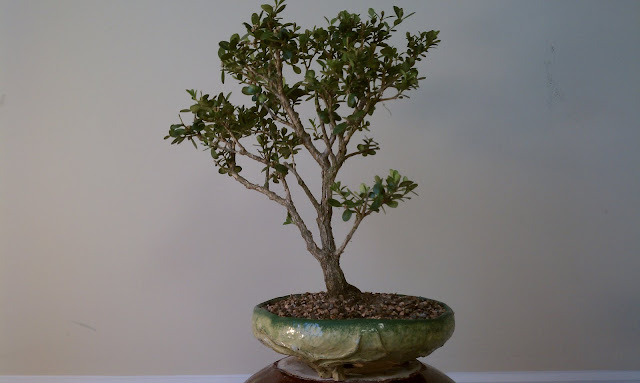 Bodhisattva Bonsai: April 2011