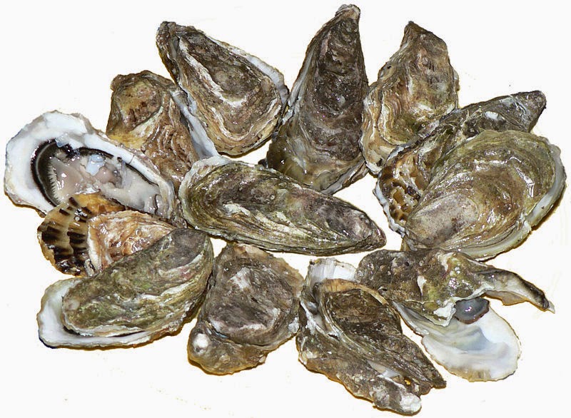 Nature Adventure: Ostra-do-Pacífico