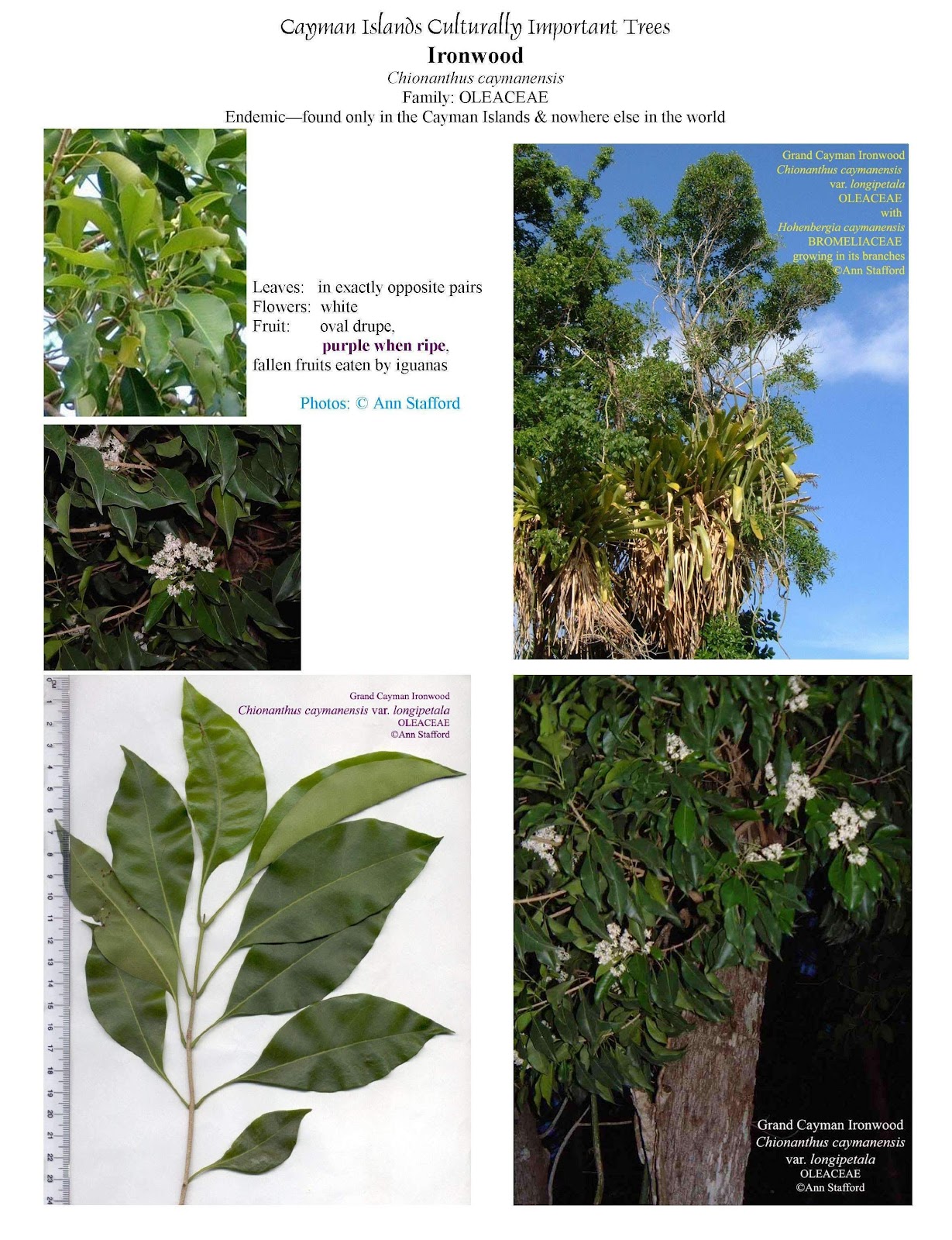 CaymANNature: Cayman Islands Wild Trees and Shrubs - identification