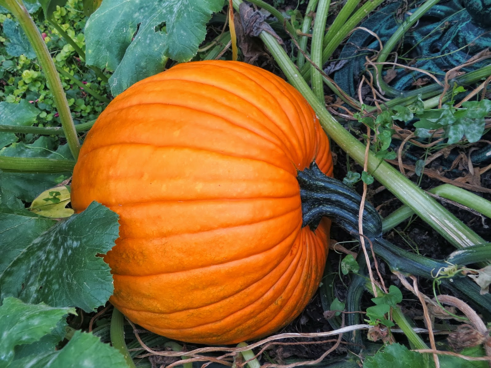 Justine's Halloween: My pumpkin process from bloom to harvest